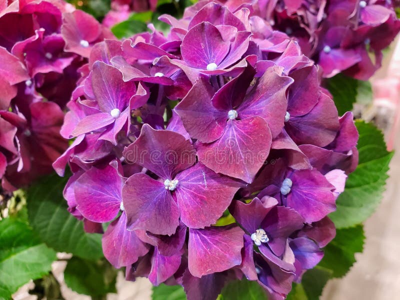 Vibrant Purple Color of New Wine Hydrangea at Full Bloom Stock Image ...