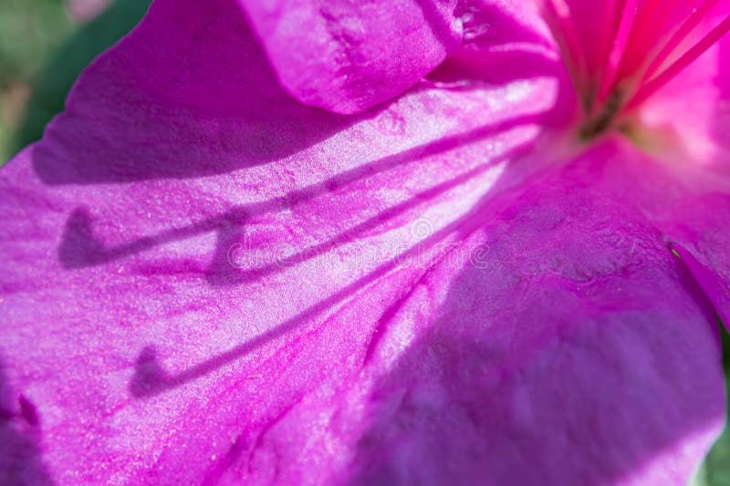 A Vibrant Purple Flower with Delicate Petals, Illuminated by Sunlight ...