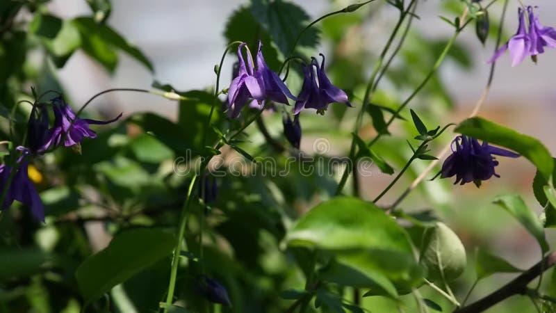 Vibrant Purple Flowers Bloom in a Sunny Garden during Springtime Stock ...