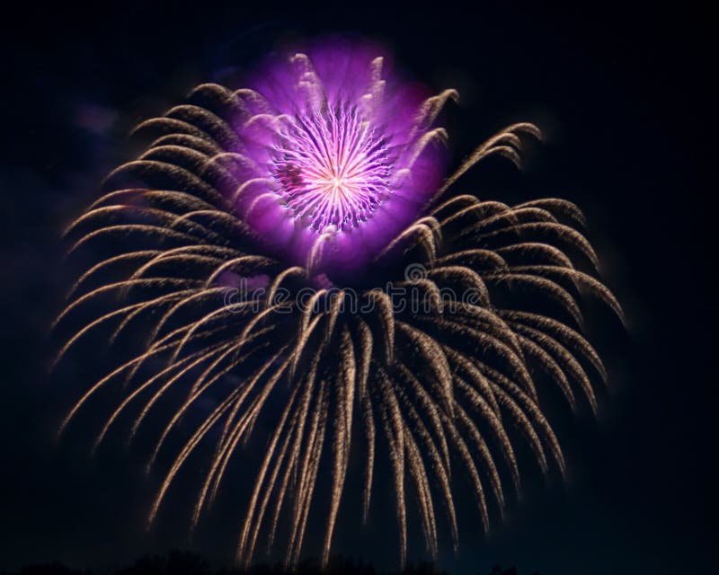 Vibrant Purple and Gold Firework Display Lighting Up the Night Sky ...
