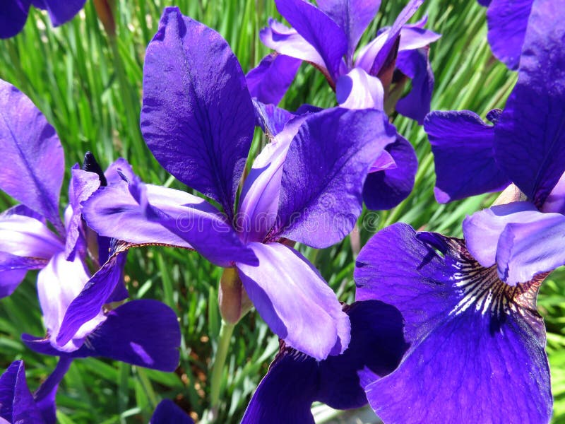 Vibrant Purple Iris Flowers in May Stock Photo - Image of petal, flower ...