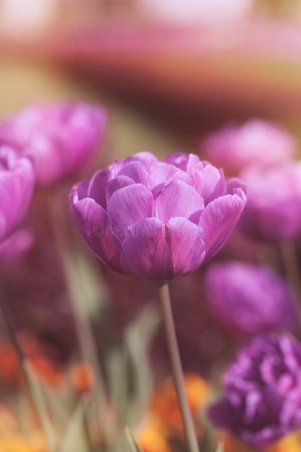 Vibrant purple tulips stock image. Image of flower, close - 69569311