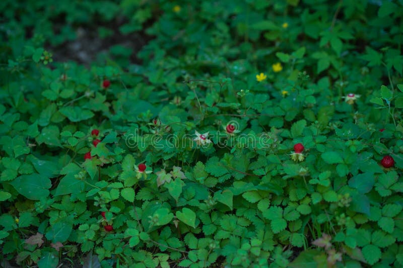A Vibrant Raspberry Field with a Backdrop of Lush Greenery and Red ...