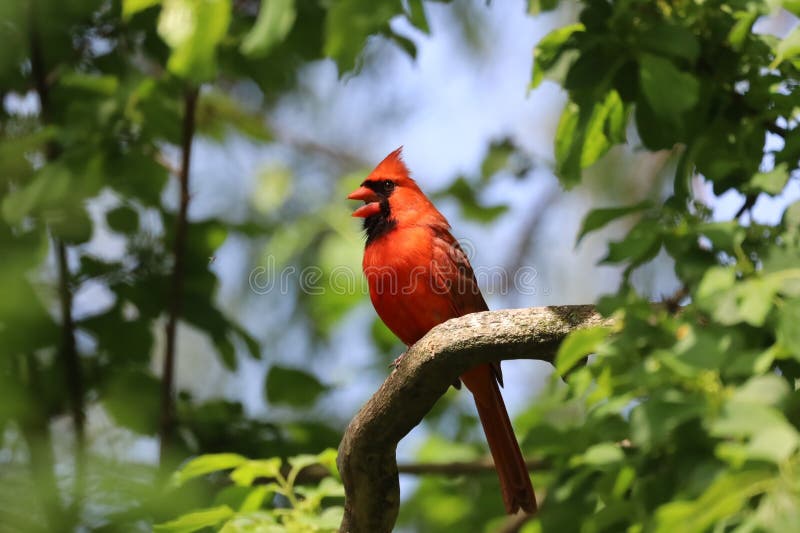 A Vibrant Red Adult Northern Cardinal Perched in a Tree Stock Image ...