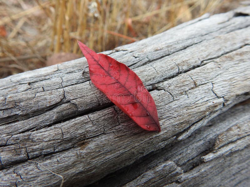 Vibrant Red Autumn Leaf Outside on a Log Stock Image - Image of farm ...