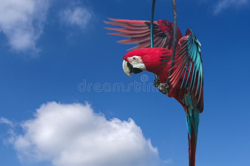 Vibrant Parrot Against Blue Sky Stock Image - Image of vibrant, exotic ...