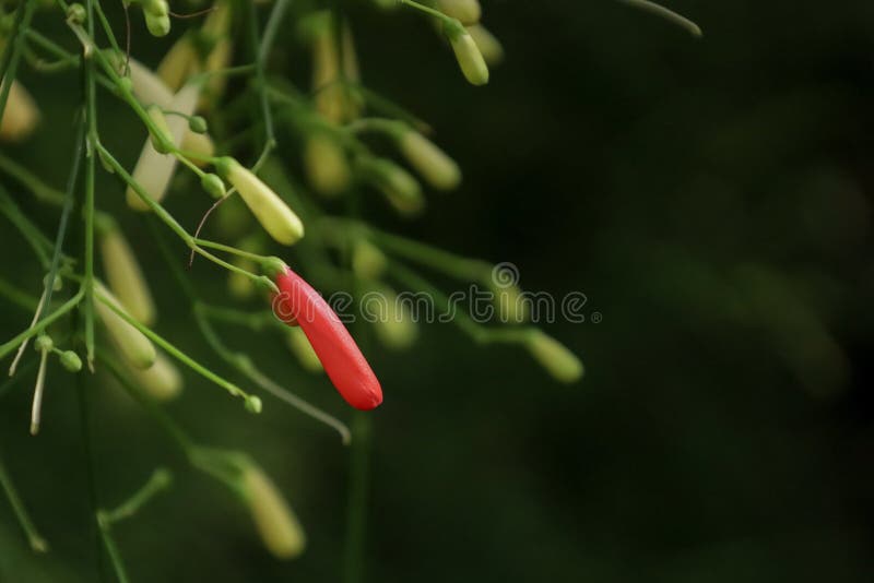Firecracker Flower: a Species of Firecracker Flower, Its Botanical Name ...