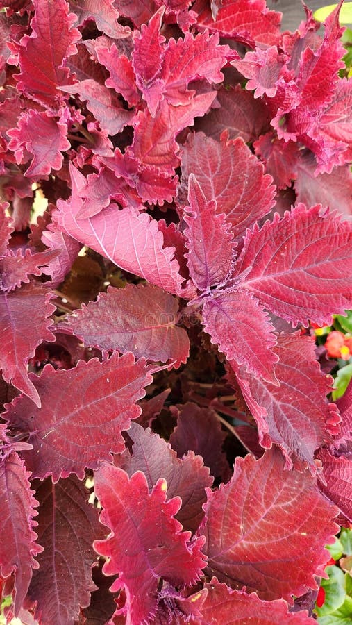 Vibrant Red Coleus Leaves Close-Up Stock Image - Image of horticulture ...