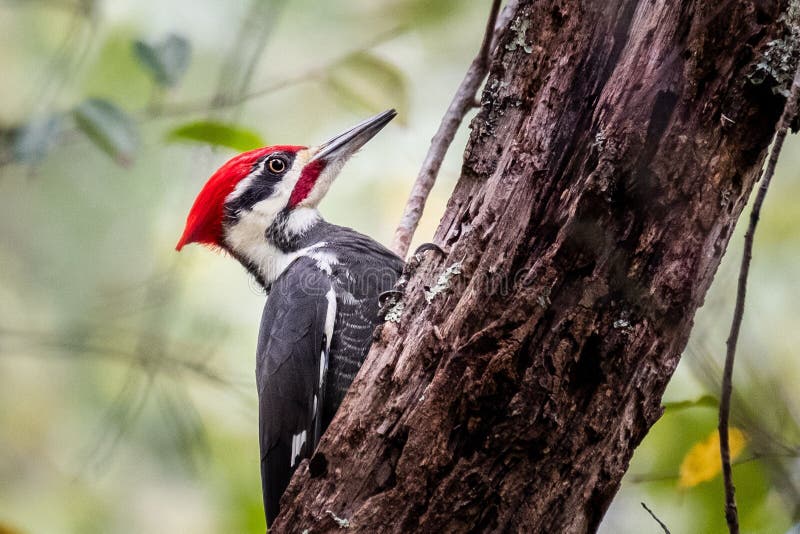 Vibrant Red-crested Pileated Woodpecker Perched Atop a Moss-covered ...