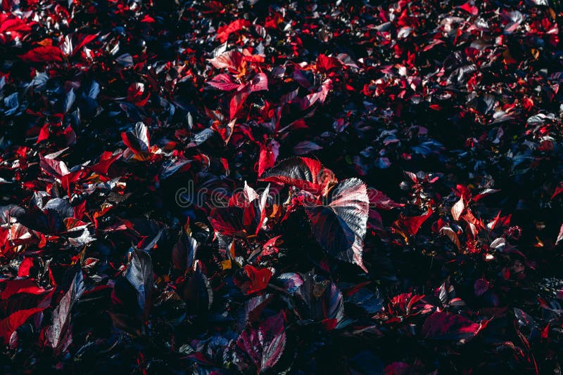 Vibrant Red and Dark Foliage in Shadowed Garden Setting Stock Photo - Image of texture, vivid ...