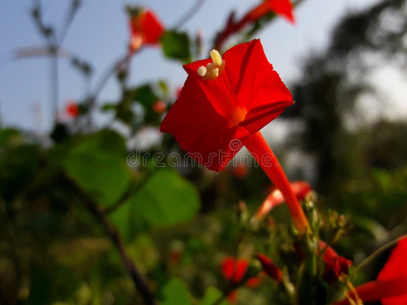 Red Morning Glory flower stock image. Image of starflower - 81898995