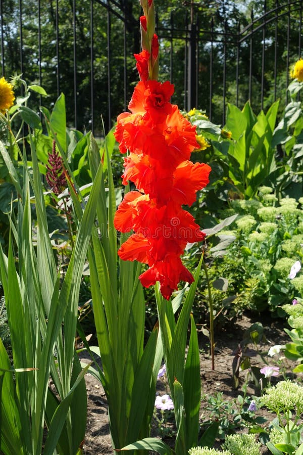 Vibrant Red Flowers of Gladiolus Hortulanus in August Stock Photo ...