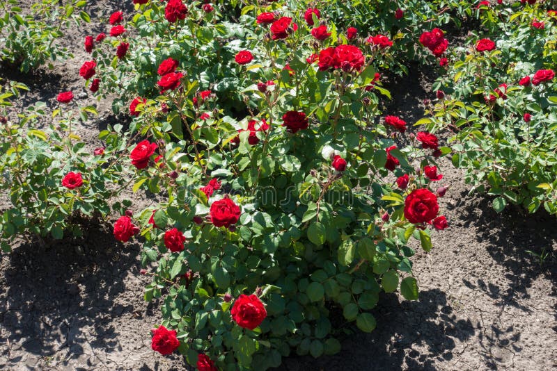 Vibrant Red Flowers on Rose Bush Stock Photo - Image of ornamental ...