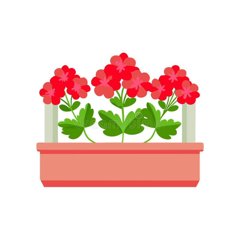 Vibrant Red Geraniums in a Window Box, Flat Vector Illustration Stock ...