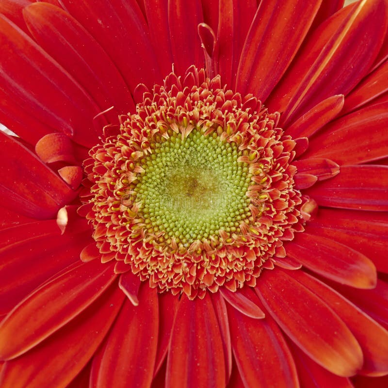 Vibrant red Gerber daisy stock image. Image of nature - 41705523