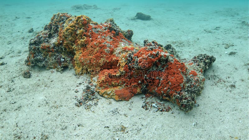Vibrant Red and Gold Coral on a Rocky Surface Against a Sandy Seabed ...