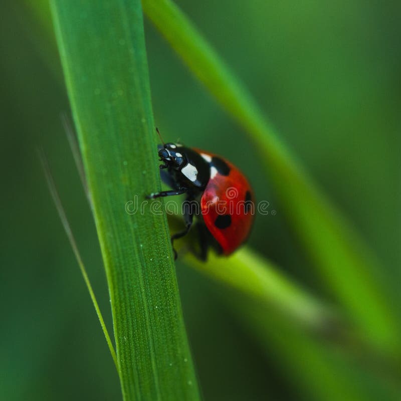 Vibrant, Red Ladybird Perched on Top of a Green Leaf, Stock Photo ...