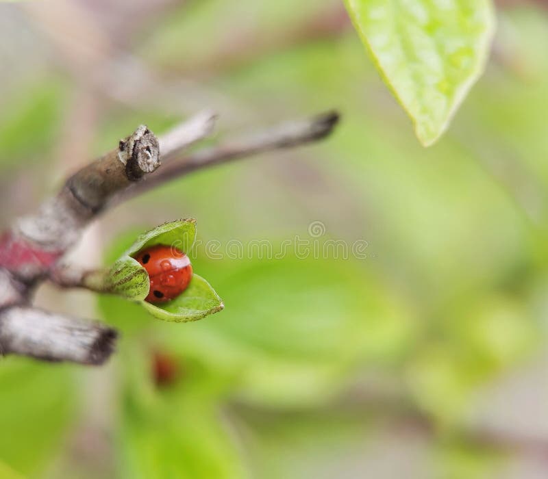 Vibrant Red Ladybug Perched Atop a Waxy Green Leaf of a Tree, Hiding ...