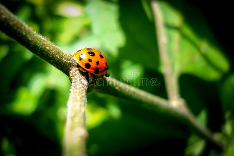 Vibrant Red Ladybug Perched on a Slender Twig Stock Photo - Image of ...