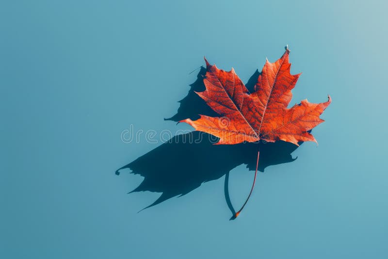 Vibrant Red Maple Leaf Casting Shadow on Clean Blue Background Stock ...