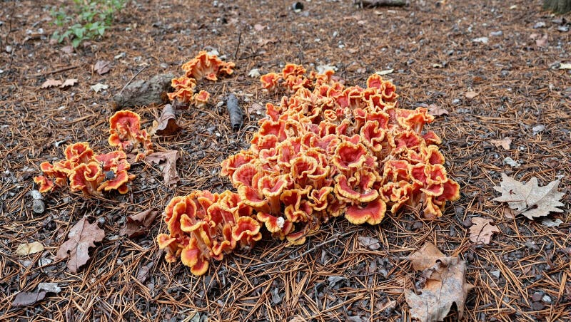 Vibrant Red and Orange Russula Emetica Mushrooms in Forest Setting ...