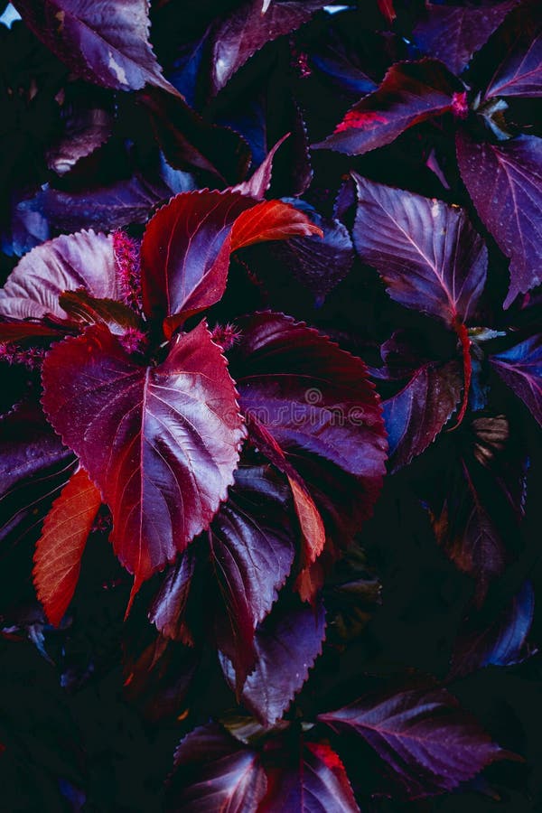 Vibrant Red and Purple Foliage Close-up with Rich Textures Stock Image ...
