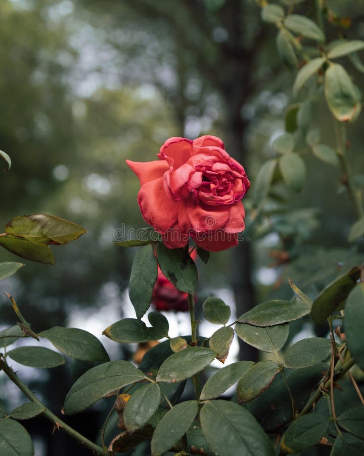 Vibrant Red Rose Bloom in Garden Stock Image - Image of leaf, izmir ...