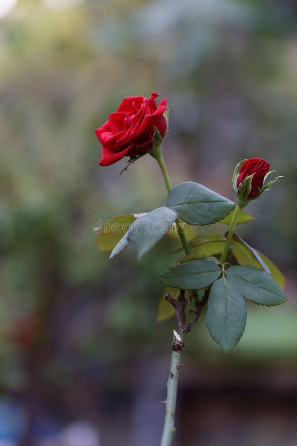 A Red Rose that is Growing in the Garden, in Front of Some Trees Stock ...