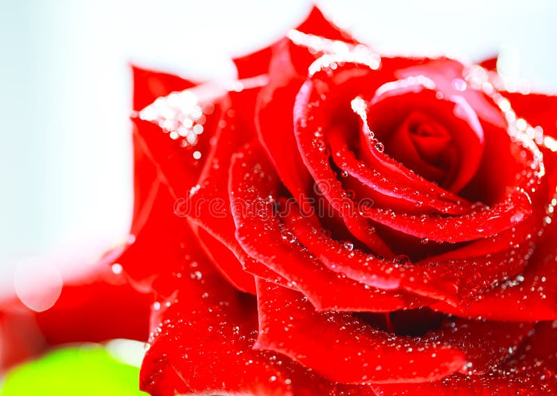 Vibrant red rose close up. stock image. Image of blossom - 67264579