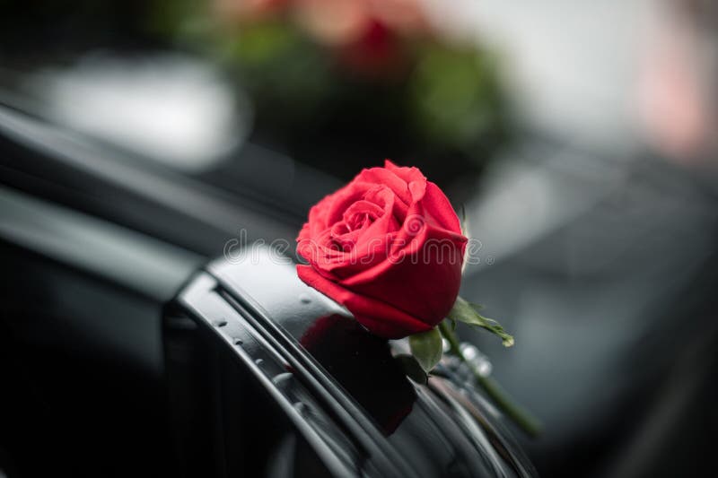 Vibrant Red Rose Resting on the Glass Windshield of a Car. Stock Photo ...