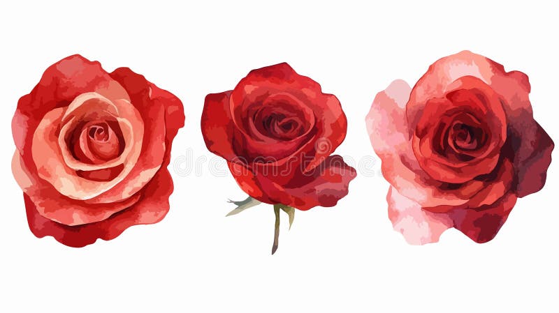 Vibrant Red Rose Set on White Background for Professional Designs Stock ...