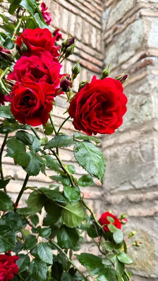 Vibrant Red Roses Blooming Against Stone Wall Stock Photos - Free ...