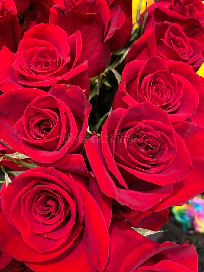 Vibrant Red Roses for Valentines Day Stock Image - Image of love ...