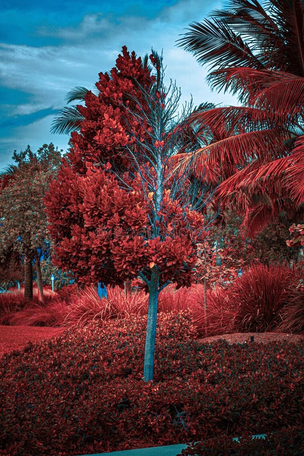 Vibrant Red Tree Surrounded by an Array of Lush Greenery. Stock Photo ...