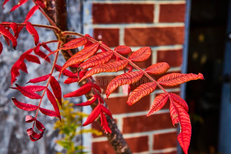 Vibrant Red Vined Leaves of Bush with Old Brick Wall Behind Soft Stock ...