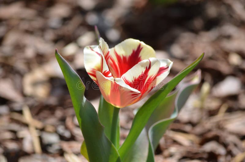 A Red and White Flower on the Ground in a Garden Stock Photo - Image of ...