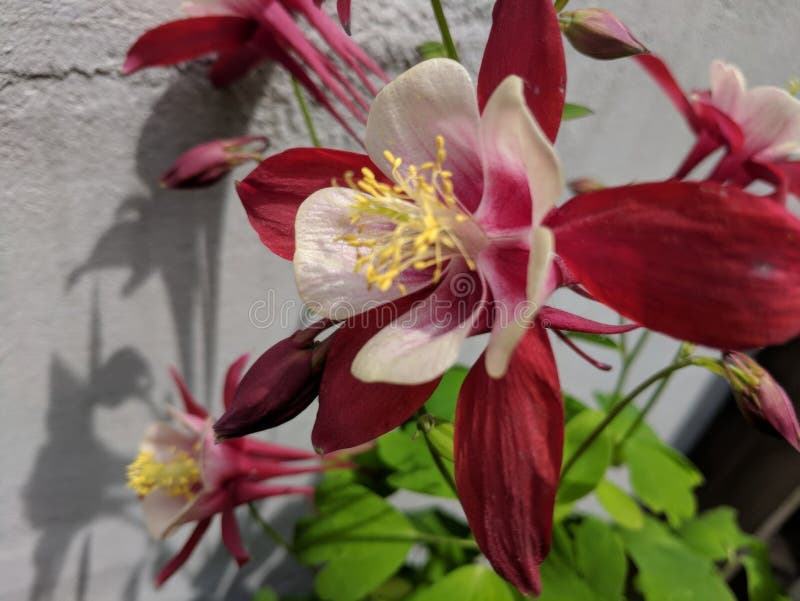 Vibrant Red and White Flower Blooming in a Lush Green Pot Stock Photo ...