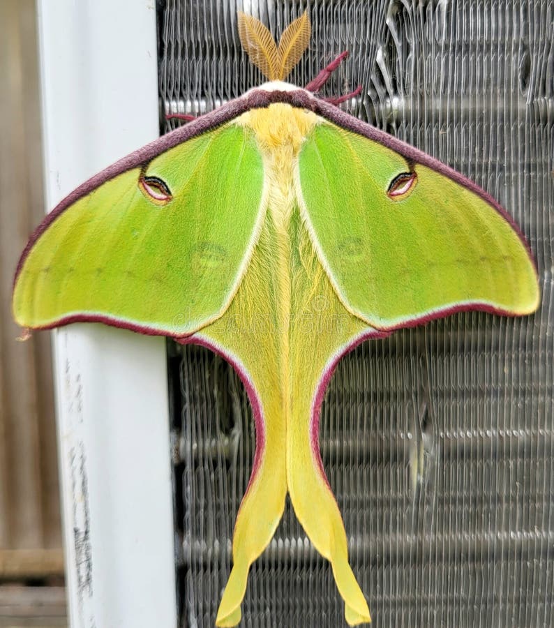 Vibrant relaxing moth stock photo. Image of insect, pollinator - 245063630
