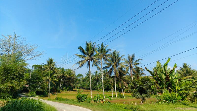 Vibrant Rice Fields, Gentle Coconut Trees, and a Flawless Blue Sky ...