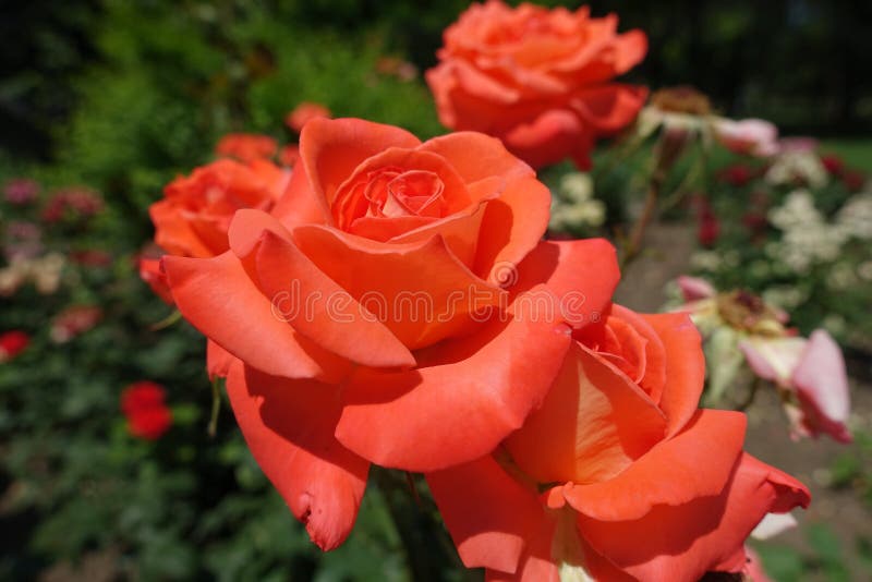 Vibrant Salmon Pink Flowers of Rose Stock Photo - Image of branch ...