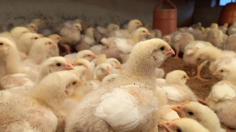 A Vibrant Scene of Countless Baby Chicks in the Poultry Farm. Stock ...