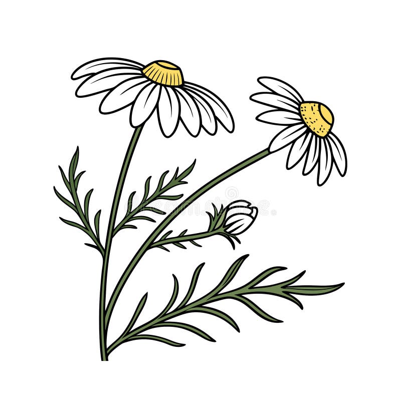 Vibrant Scentless Mayweed Flower Illustration with Bold Outline Stock ...