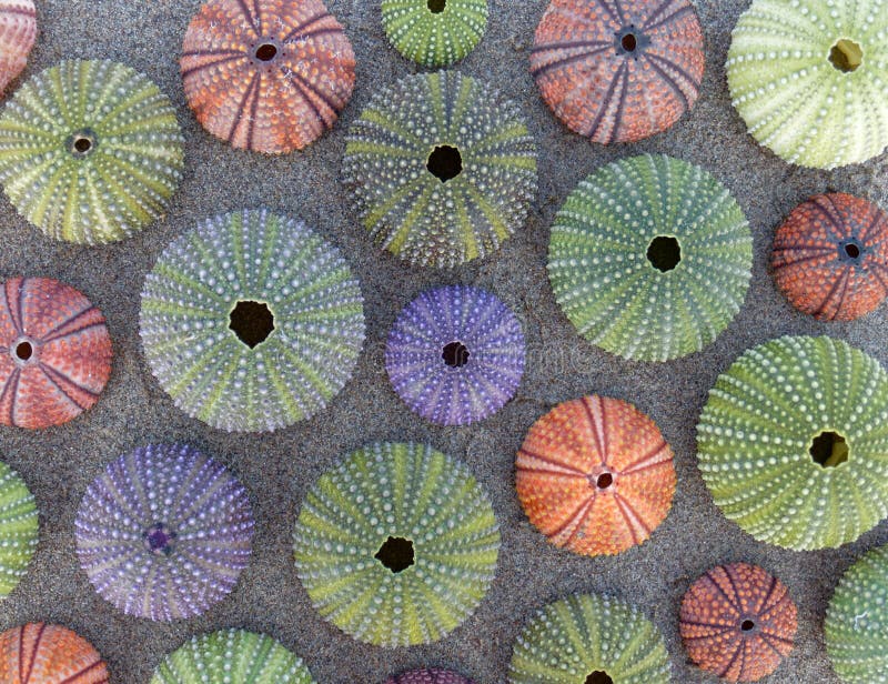 Vibrant Sea Urchin Shells on Wet Sand Stock Photo - Image of orange ...