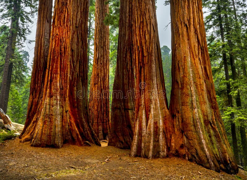 Vibrant Sequoia Trees in California Stock Photo - Image of green, woods ...