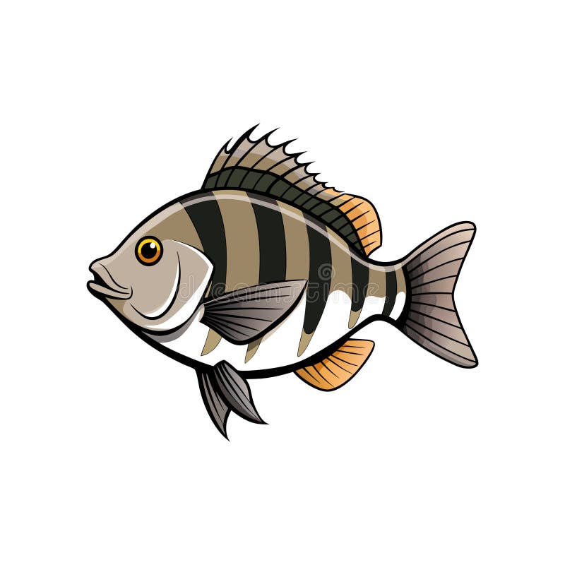 Vibrant Sheepshead Artwork Depicting Ocean Life Stock Illustration ...