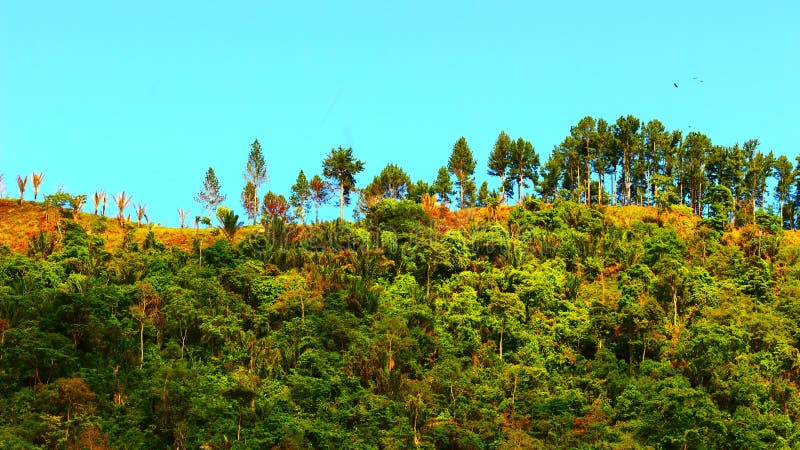 Vibrant Shot of a Valley with Trees Stock Photo - Image of view, valley ...