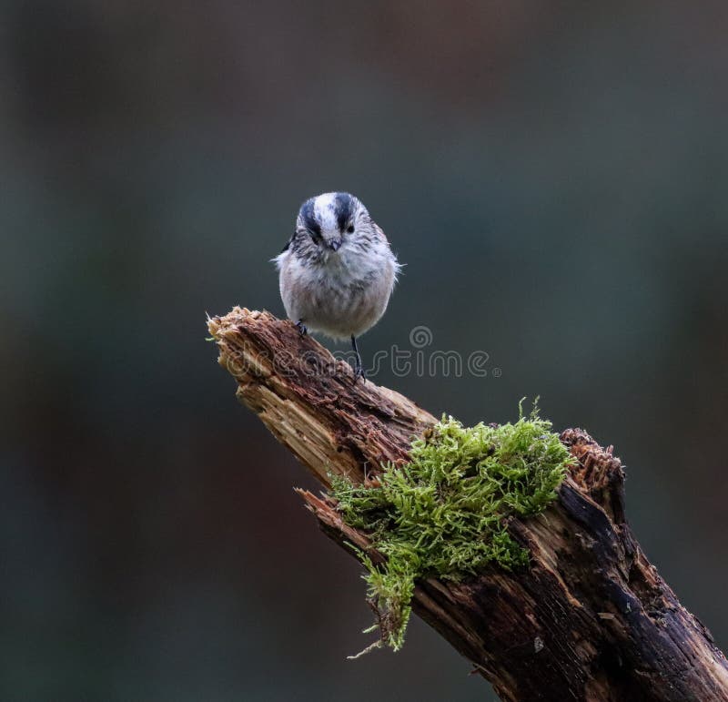 Vibrant Small Long Tailed Tit Bird Perched Atop a Tree Branch in a ...