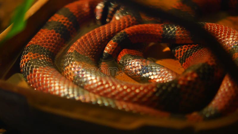 Brightly Colored Snake Coiled in an Enclosure at a Local Zoo Stock ...