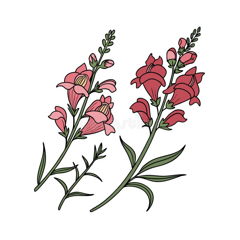 Vibrant Snapdragons Flower Illustration Stock Illustration ...