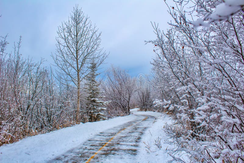 Wintry Trees Lining a Snowy Path Stock Photo - Image of view, snowy ...